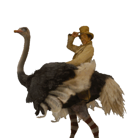 Ostrich Riding Gif