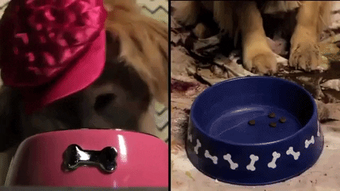 Rich Dog GIFs - Get the best GIF on GIPHY