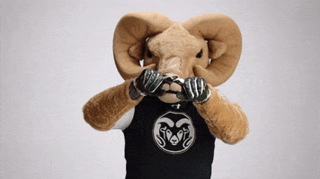 Csu Rams Cam GIF by Colorado State University - Find & Share on GIPHY