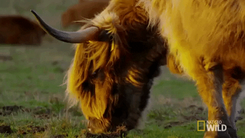 Highlands Cattle GIF by Nat Geo Wild - Find & Share on GIPHY