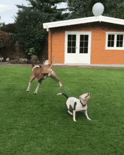 Dogs Playing GIFs - Get the best GIF on GIPHY