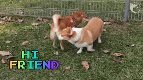 Hi Friend GIFs - Get the best GIF on GIPHY