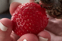 Turtle Eating Lettuce Gif