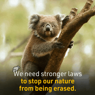 Australian Conservation Foundation GIF - Find & Share on GIPHY