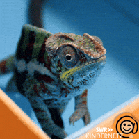 Chameleon Gif