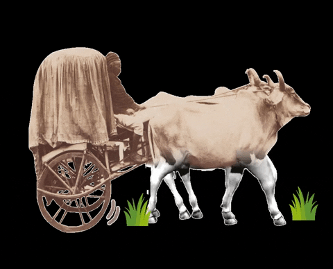 Bullock Cart GIFs - Get the best GIF on GIPHY