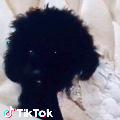 Felices-tradiciones GIFs - Get the best GIF on GIPHY