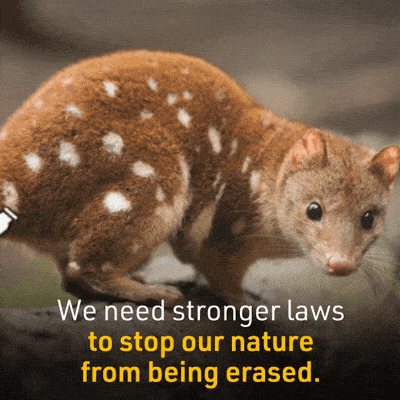 Quoll GIFs - Get the best GIF on GIPHY