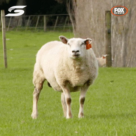 Sheep Baa Gif