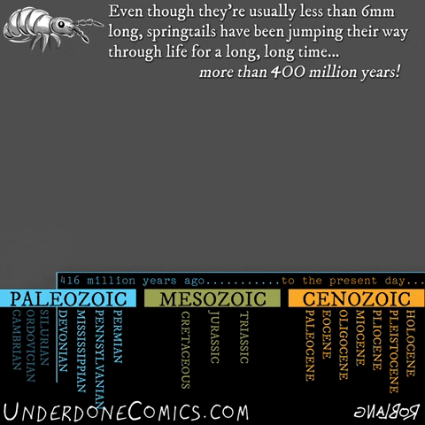 Springtail GIFs - Get the best GIF on GIPHY