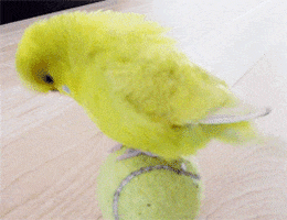 Bo The Budgie GIFs - Get the best GIF on GIPHY