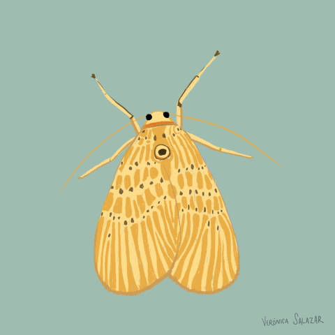 Butterfly Insect GIF by Verónica Salazar - Find & Share on GIPHY