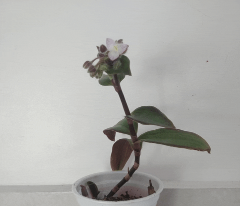Flower Growing GIF - Find & Share on GIPHY
