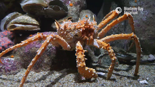 King Crab GIF by Monterey Bay Aquarium - Find & Share on GIPHY