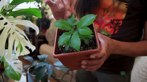 Flowers Plants GIF by PBS Digital Studios - Find & Share on GIPHY