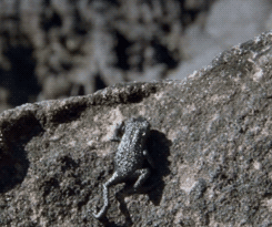 Pebble Toad GIF by Head Like an Orange - Find & Share on GIPHY