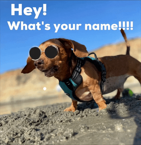Whats Your Name GIFs - Find & Share on GIPHY