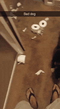 Bad Dog Gif