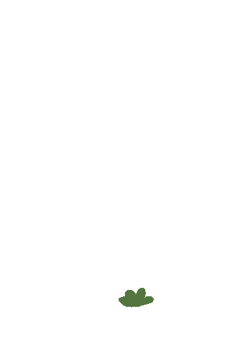 Flower Growing Gif