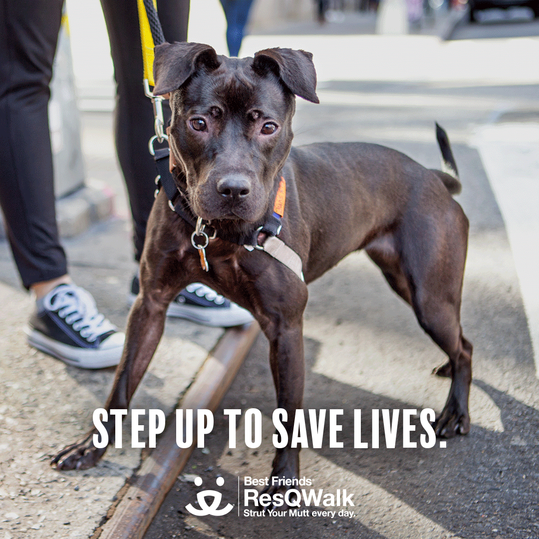 Save Them All Step Up GIF by Best Friends Animal Society - Find & Share ...
