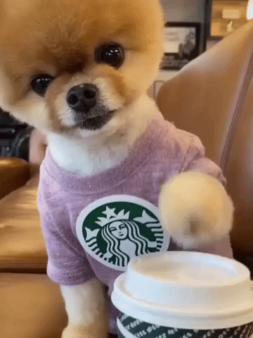 Dog Coffee GIF by Jiffpom - Find & Share on GIPHY