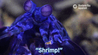 Mantis Shrimp Breaking Glass Gif