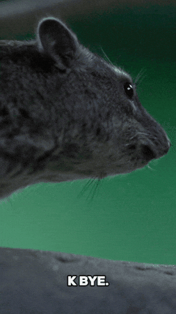 Hyrax GIFs on GIPHY - Be Animated
