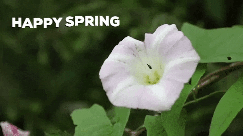 Happy-spring GIFs - Get the best GIF on GIPHY