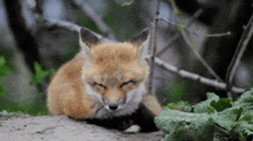 Fox Kit GIFs - Get the best GIF on GIPHY