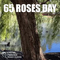 65 Roses Day by Cystic Fibrosis WA | GIPHY