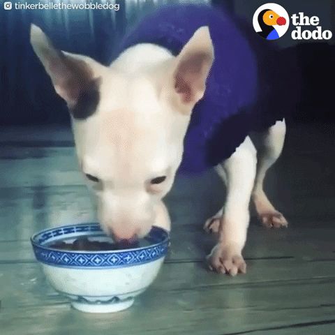 Dog Eating GIF by The Dodo - Find & Share on GIPHY