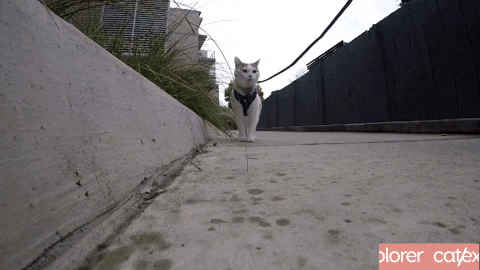 Walking My Cat GIFs - Get the best GIF on GIPHY