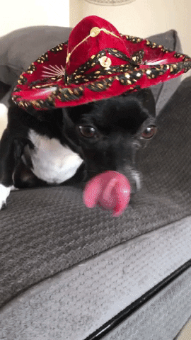 Mexican Dog GIFs - Get the best GIF on GIPHY