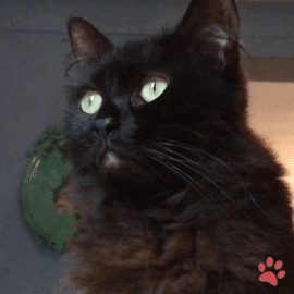 Glaring Cat Gif