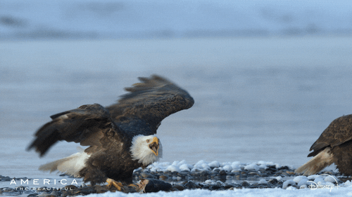 Fight Fall GIF by Nat Geo Wild - Find & Share on GIPHY
