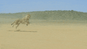 Animal Running GIFs - Find & Share on GIPHY