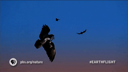 Northern Goshawk GIFs - Get the best GIF on GIPHY