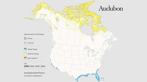 Semipalmated Plover GIFs - Get the best GIF on GIPHY