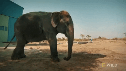Elephant GIFs - Find & Share on GIPHY