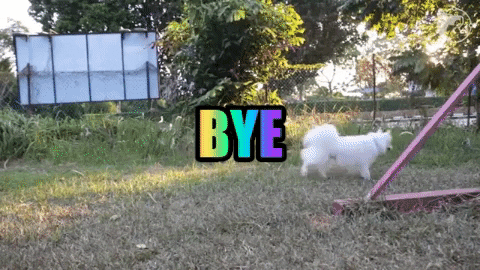 Spitz Dog GIFs - Get the best GIF on GIPHY
