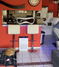 Cat Daddy Gif