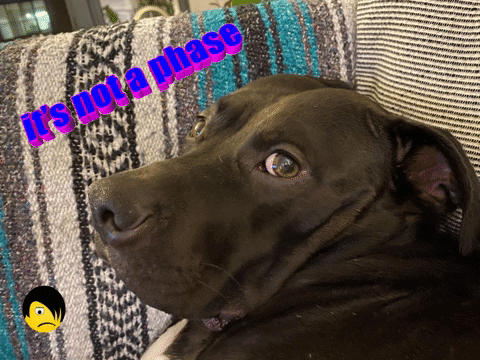 Emo Dog GIFs - Get the best GIF on GIPHY