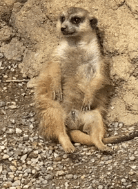 Meerkat Manor Gif