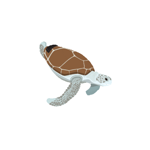 Animated Turtle Swimming