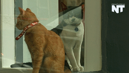 Washington Dc Cats GIF by NowThis - Find & Share on GIPHY