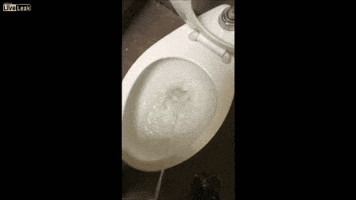 Kidney GIFs - Find & Share on GIPHY