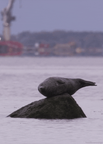 Common Seal GIFs - Get the best GIF on GIPHY