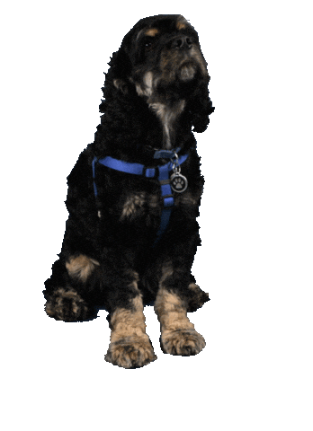 Cocker Spaniel Dog Sticker by Originals for iOS & Android | GIPHY