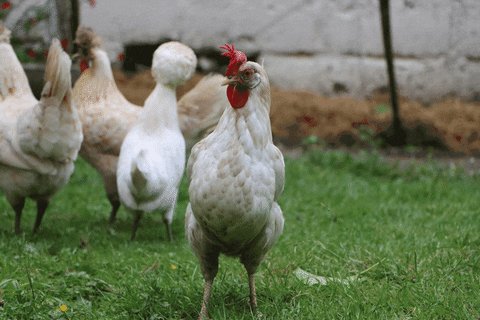 Chickensgang Chickens Dance Poule Chicken Hens Beard Happy Fiesta Danse ...