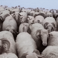 Sheep Baa Gif